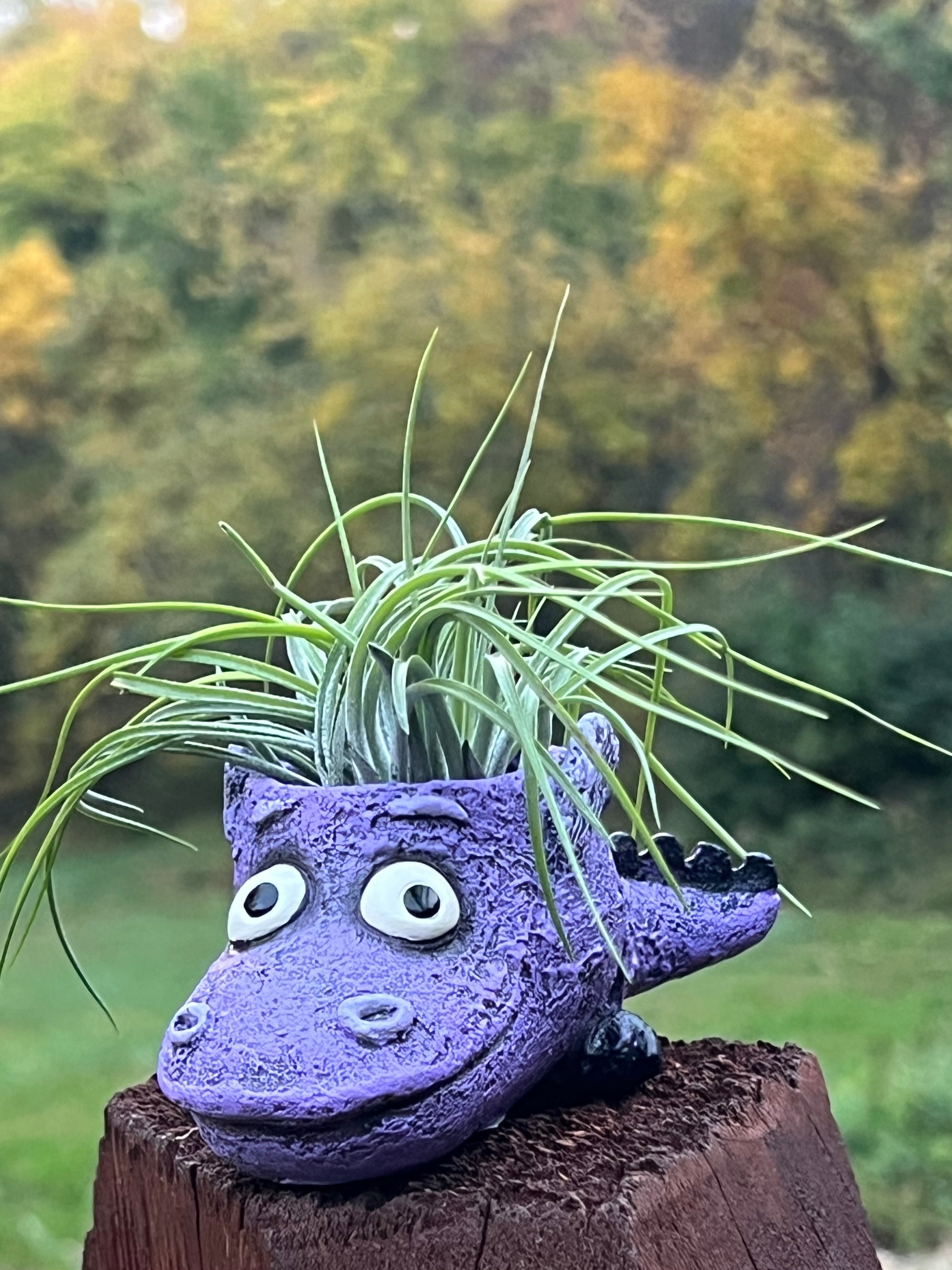 Flicker the Baby Dragon Blobhouse Planter With Assorted Air Plant ...